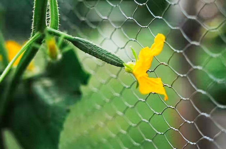 Can You Save An Overwatered Cucumber Plant?