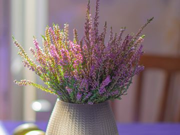 The Ultimate Guide To Growing French Lavender