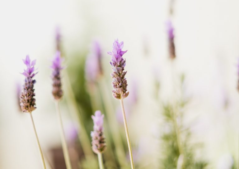The Ultimate Guide To Growing French Lavender