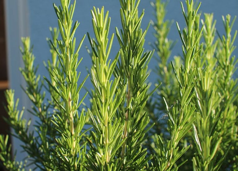 Why Is Your Rosemary Turning Brown And What Can You Do To Fix It?