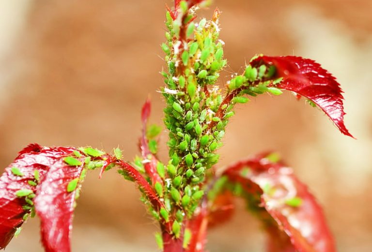 How To Spot Aphids On Tomato Plants (And What You Can Do To Stop Them!)