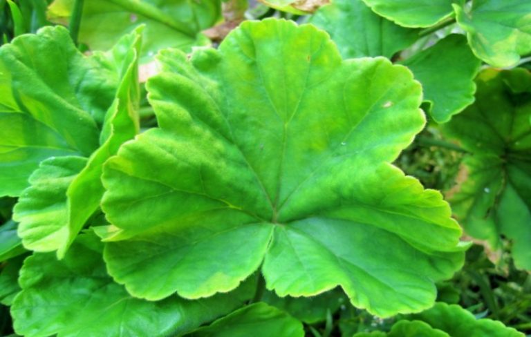 Why Are Your Geranium Leaves Turning Yellow?