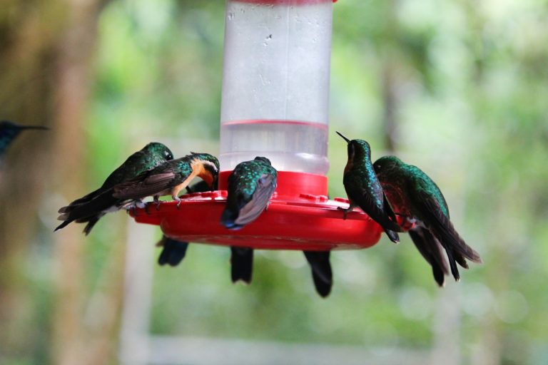 Why Do Hummingbirds Chase Each Other?