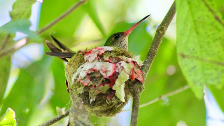 Why Do Hummingbirds Chase Each Other?