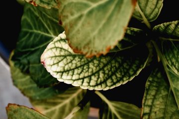 Hydrangea Leaves Turning Brown? 13 Solutions To Save Your Plant