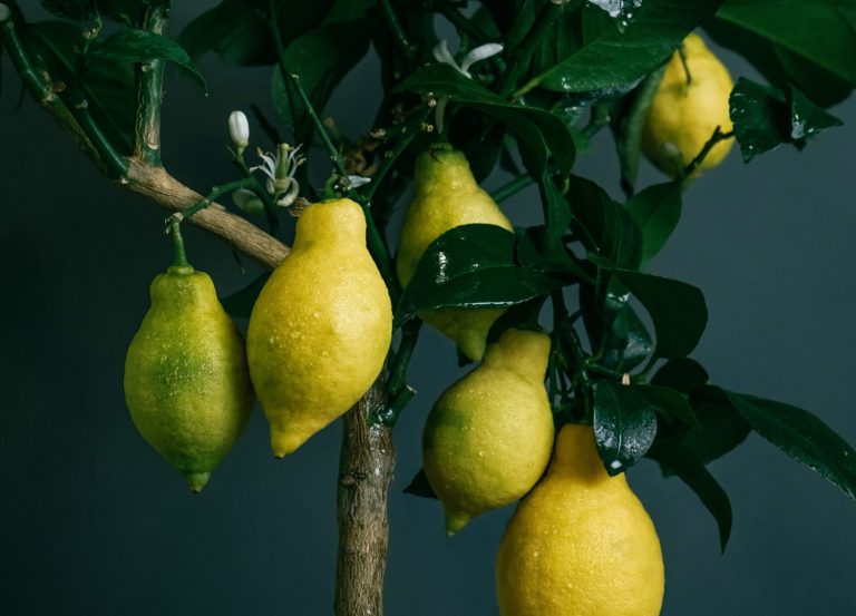 Why Does Your Lemon Tree Have Yellow Leaves?