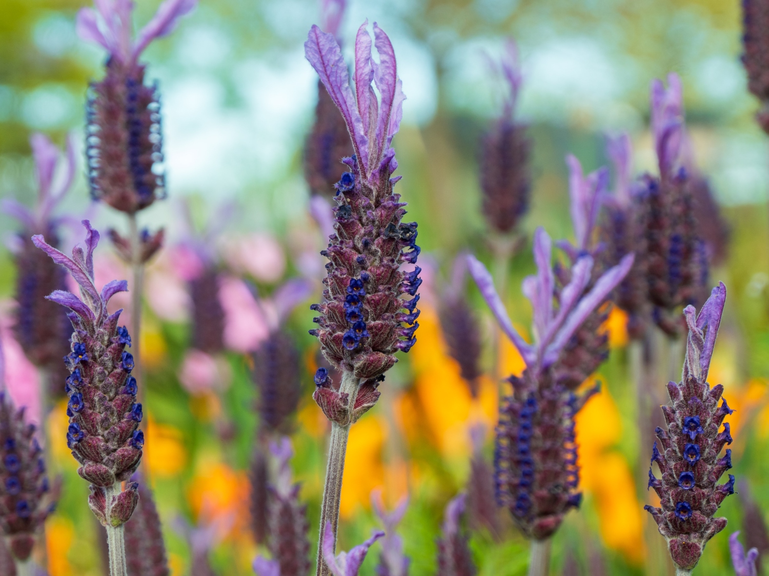 The Ultimate Guide To Growing French Lavender The Ultimate Guide To Growing French Lavender