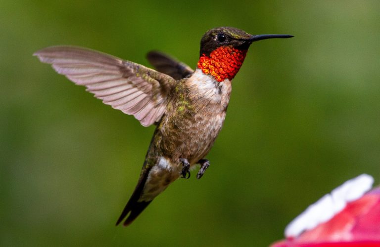 Why Do Hummingbirds Chase Each Other?