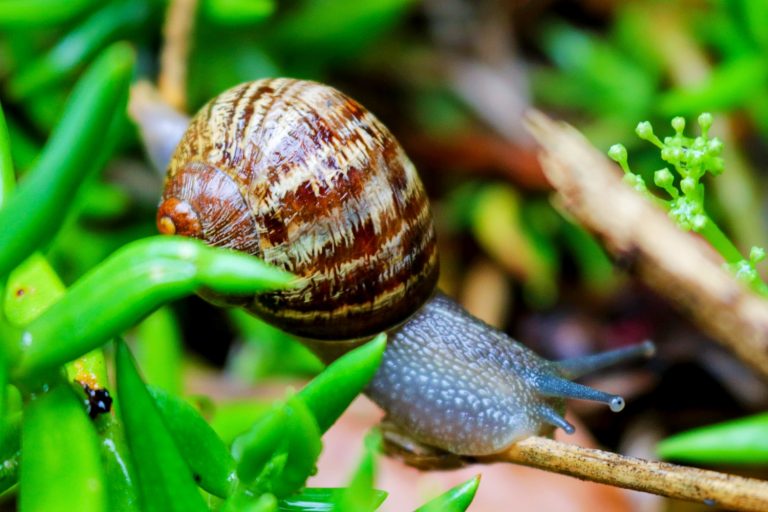 How To Use Oyster Shells In The Garden
