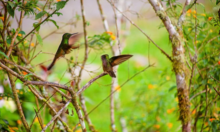 Why Do Hummingbirds Chase Each Other?