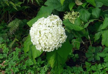 Hydrangea Leaves Turning Brown? 13 Solutions To Save Your Plant