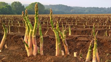 6 Asparagus Growing Stages Plus How To Grow Healthy Spears