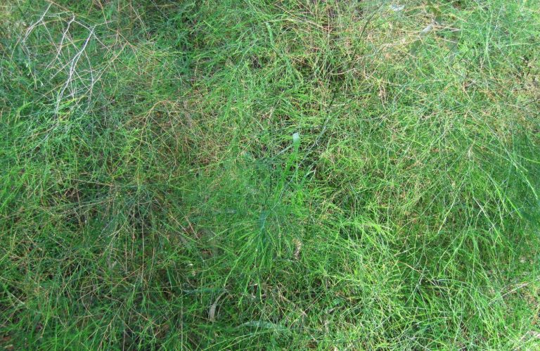 6 Asparagus Growing Stages Plus How To Grow Healthy Spears