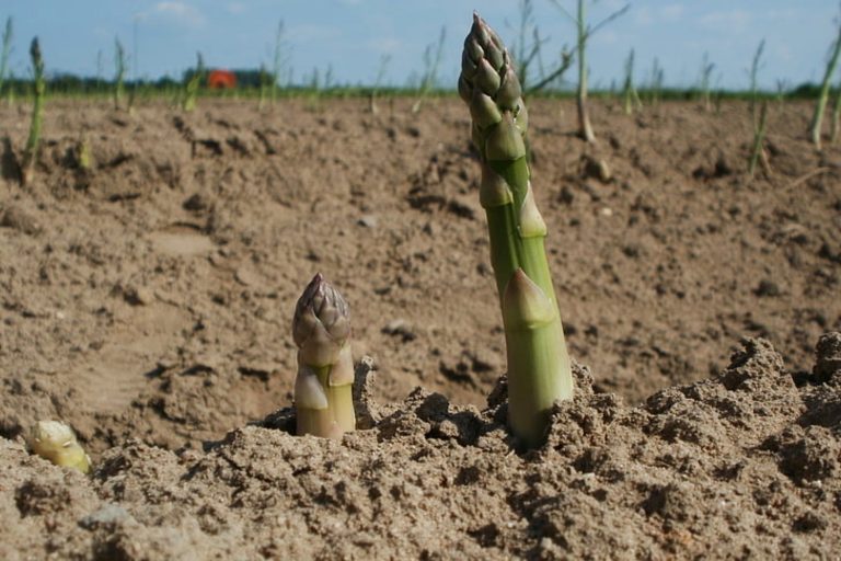 6 Asparagus Growing Stages Plus How To Grow Healthy Spears