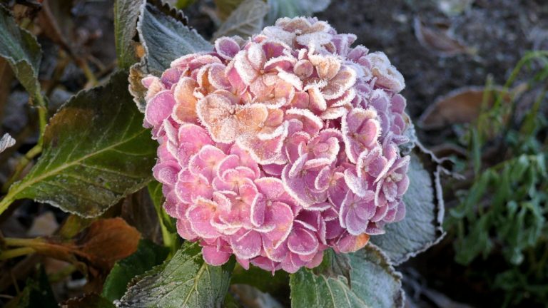 Is Your Hydrangea Dying? 11 Ways To Save Your Plant