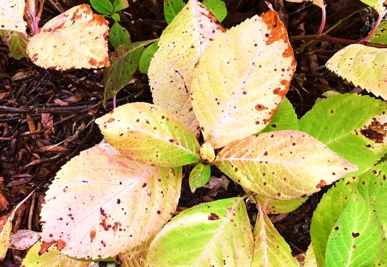 Is Your Hydrangea Dying? 11 Ways To Save Your Plant