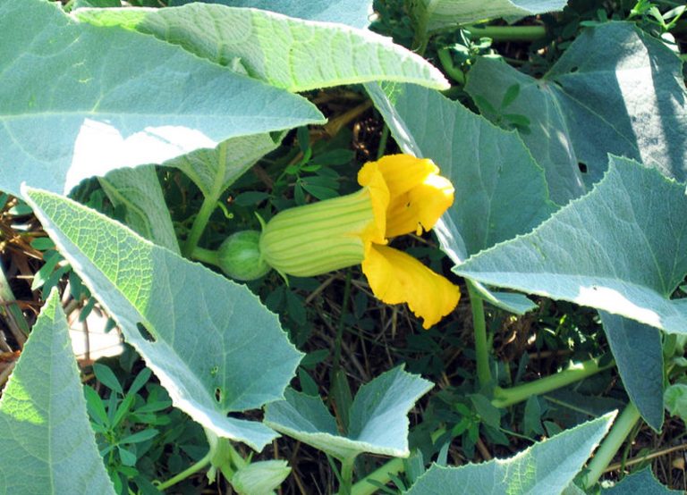 7 Watermelon Growing Stages From Seed To Melon