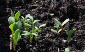 6 Ways To Get Rid Of Tiny White Bugs In Soil