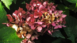 Is Your Hydrangea Dying? 11 Ways To Save Your Plant