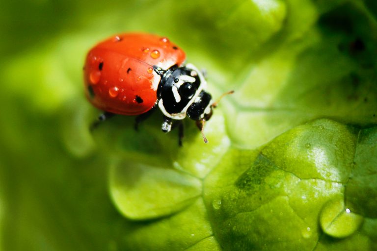 4 Ways To Get Rid Of Red Bugs On Tomato Plants
