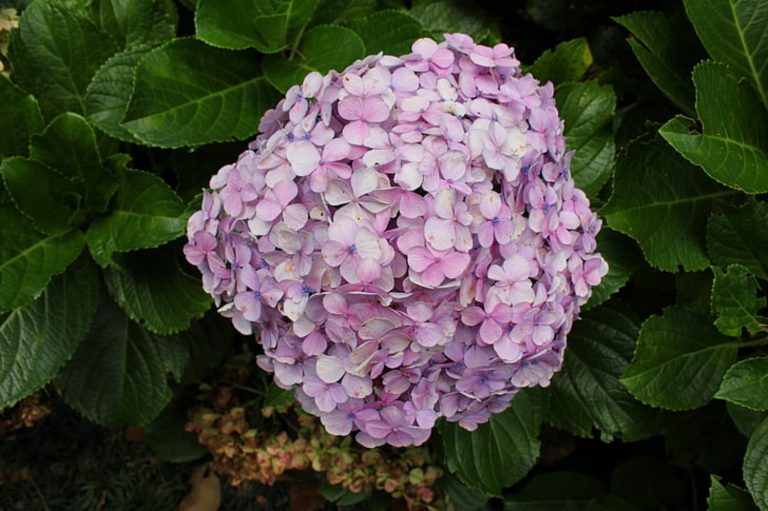Is Your Hydrangea Dying? 11 Ways To Save Your Plant