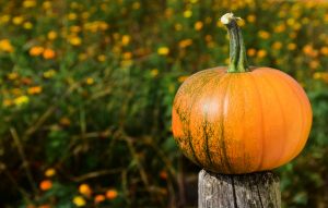 7 Pumpkin Growing Stages From Seeds To Harvest