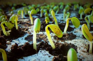 7 Pumpkin Growing Stages From Seeds To Harvest