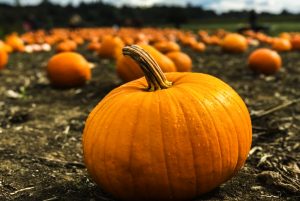 7 Pumpkin Growing Stages From Seeds To Harvest