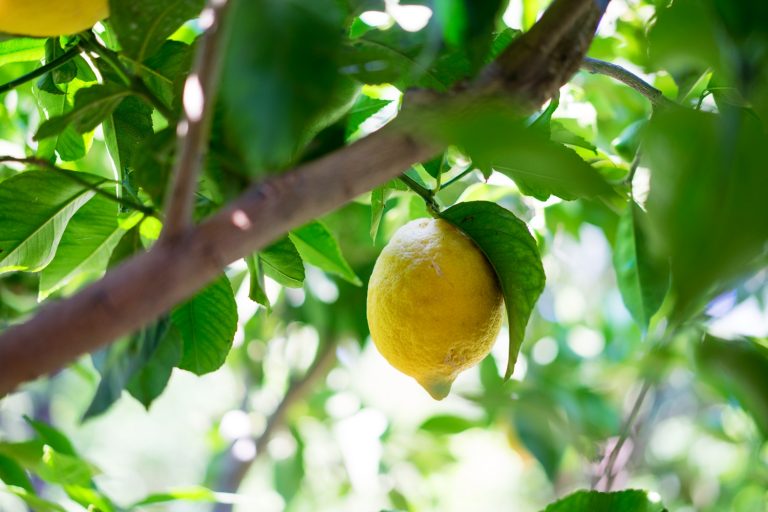 Are Lemons Man-Made? And Are They Healthy For You?