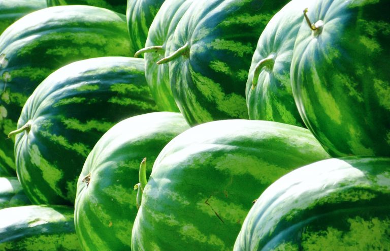 7 Watermelon Growing Stages From Seed To Melon