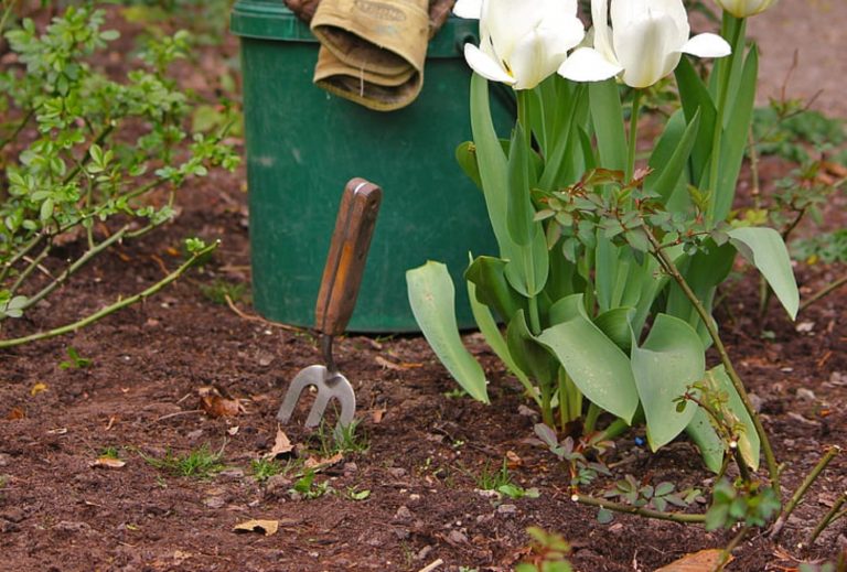 6 Ways To Get Rid Of Tiny White Bugs In Soil