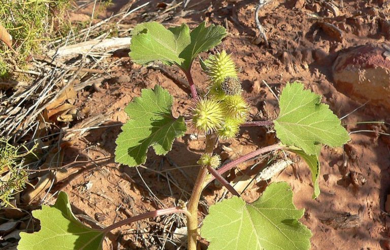9 Types Of Stickers In Grass And How You Can Get Rid Of Them