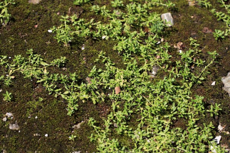 Is Creeping Thyme Invasive? Should You Plant It In Your Garden?