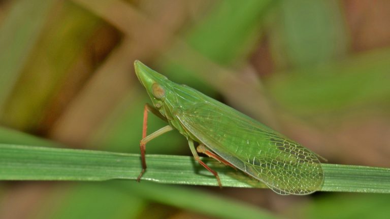 8 Reasons Why You Have Green Lemons & What To Do With Them