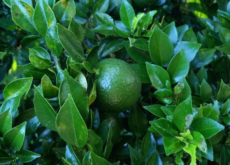 8 Reasons Why You Have Green Lemons & What To Do With Them
