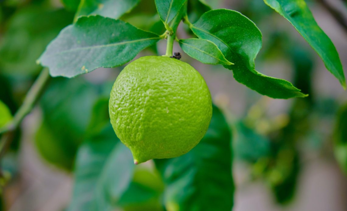 8 Reasons Why You Have Green Lemons & What To Do With Them