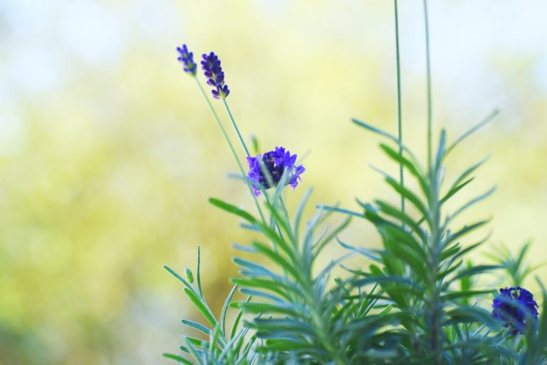 6 Lavender Growth Stages: How To Grow Lavender Faster