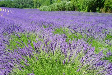 6 Lavender Growth Stages: How To Grow Lavender Faster