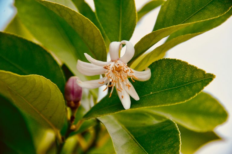 8 Lemon Tree Growth Stages From Seed To Harvest