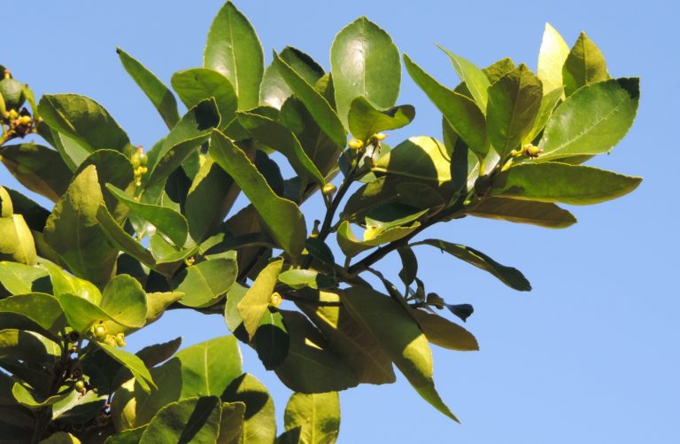 8 Lemon Tree Growth Stages From Seed To Harvest