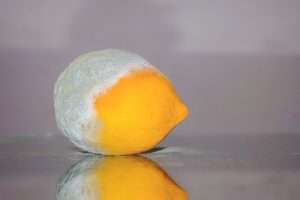 8 Lemon Tree Growth Stages From Seed To Harvest