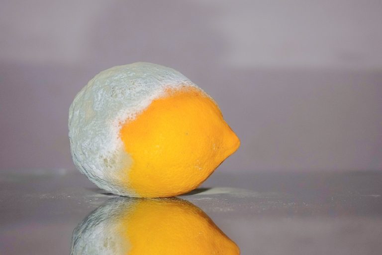 8 Lemon Tree Growth Stages From Seed To Harvest