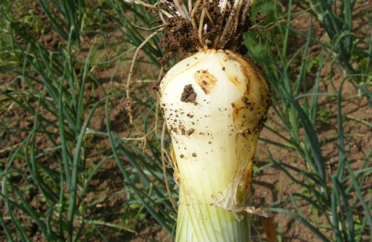 8 Onion Growing Stages From Seed To Harvest