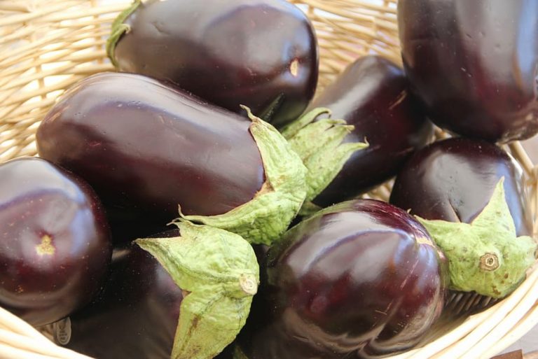 7 Eggplant Growing Stages From Seeds To Harvest