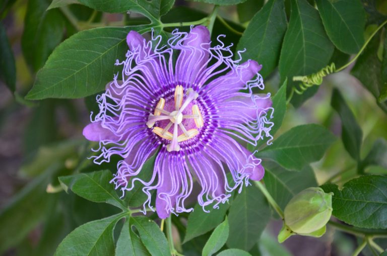 6 Passion Fruit Growing Stages From Seeds To Harvest