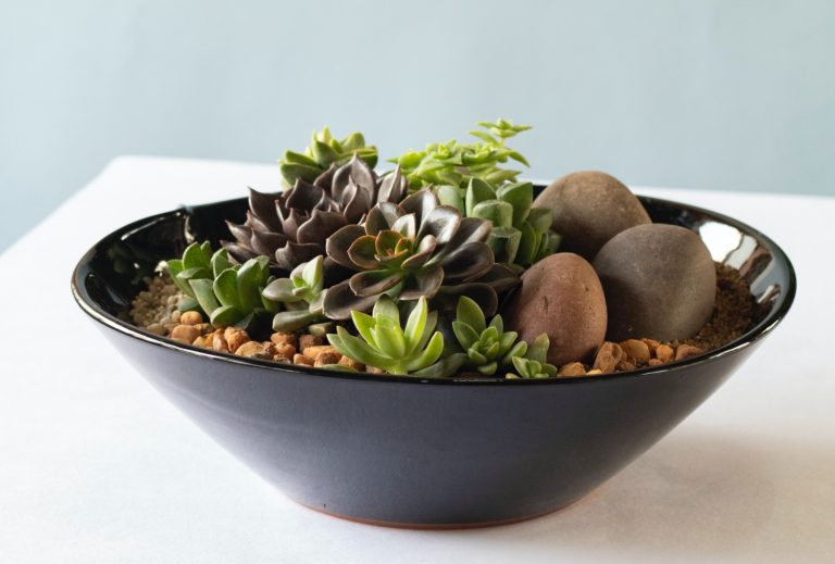 10 Succulent Garden Ideas For Small Spaces