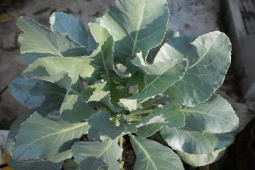 7 Cauliflower Growing Stages From Seed To Harvest