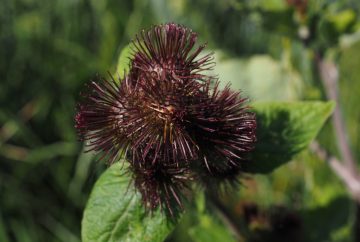 7 Types Of Burrs And How To Remove Them From Your Lawn