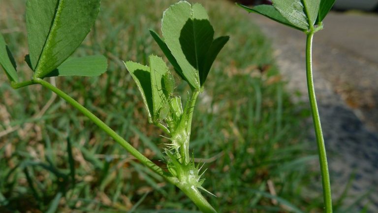 7 Types Of Burrs And How To Remove Them From Your Lawn