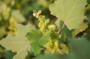 7 Types Of Burrs And How To Remove Them From Your Lawn